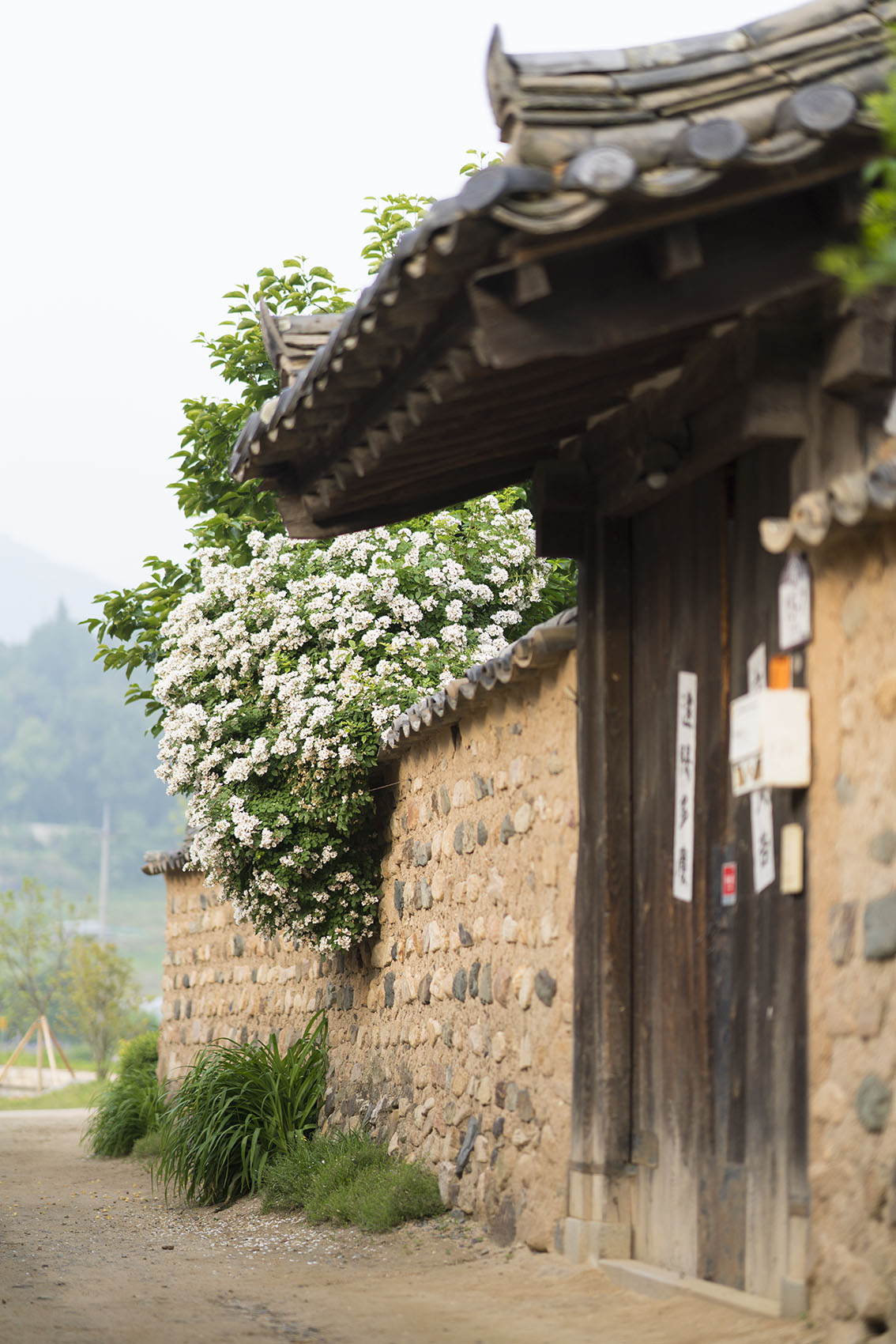 [A7R3+팔오금] 토담길의 찔레꽃 - 소니 Talk