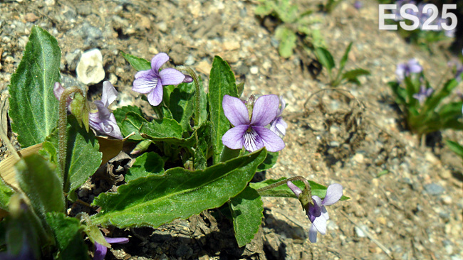 [ES25] 광합성이 필요한 계절 - 팝코넷 | 포토 갤러리