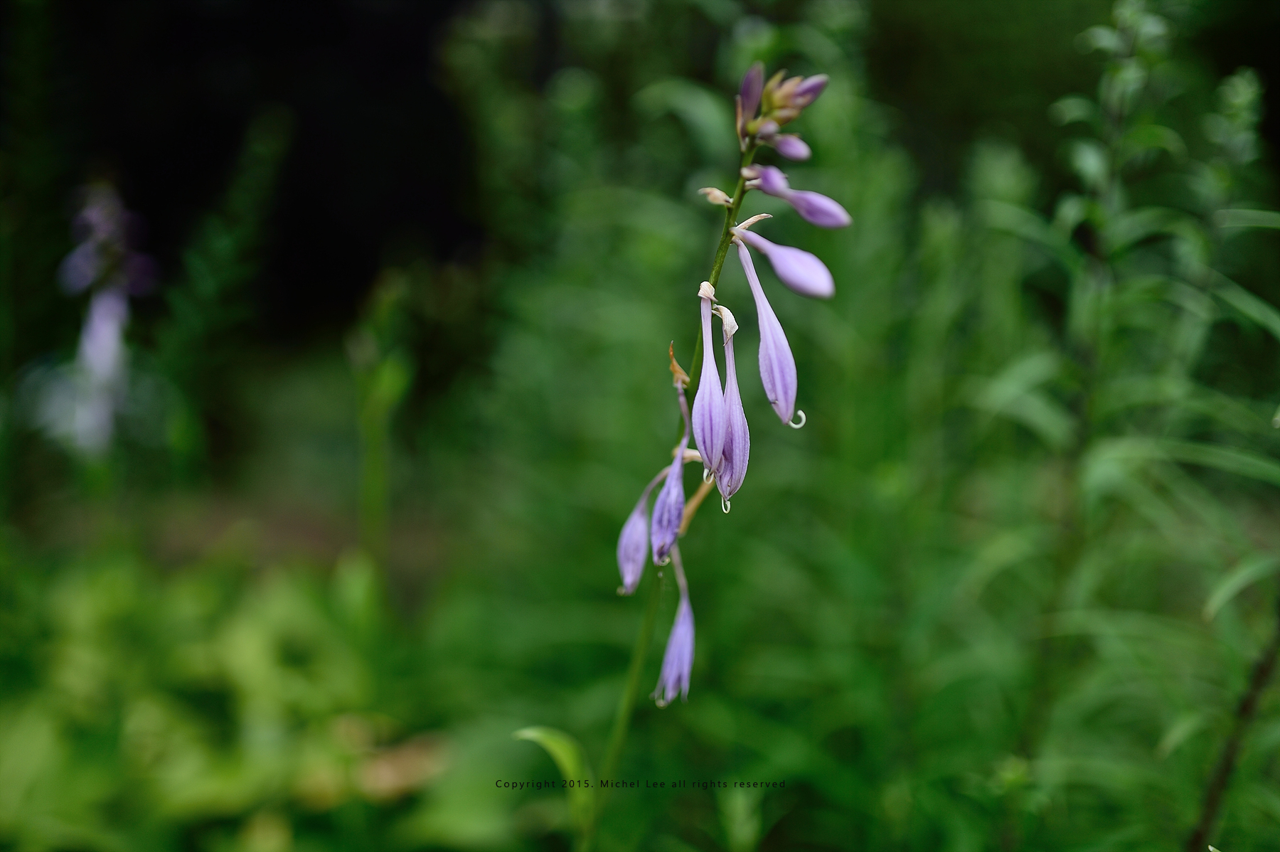 비비추 - 팝코넷 | 포토 갤러리