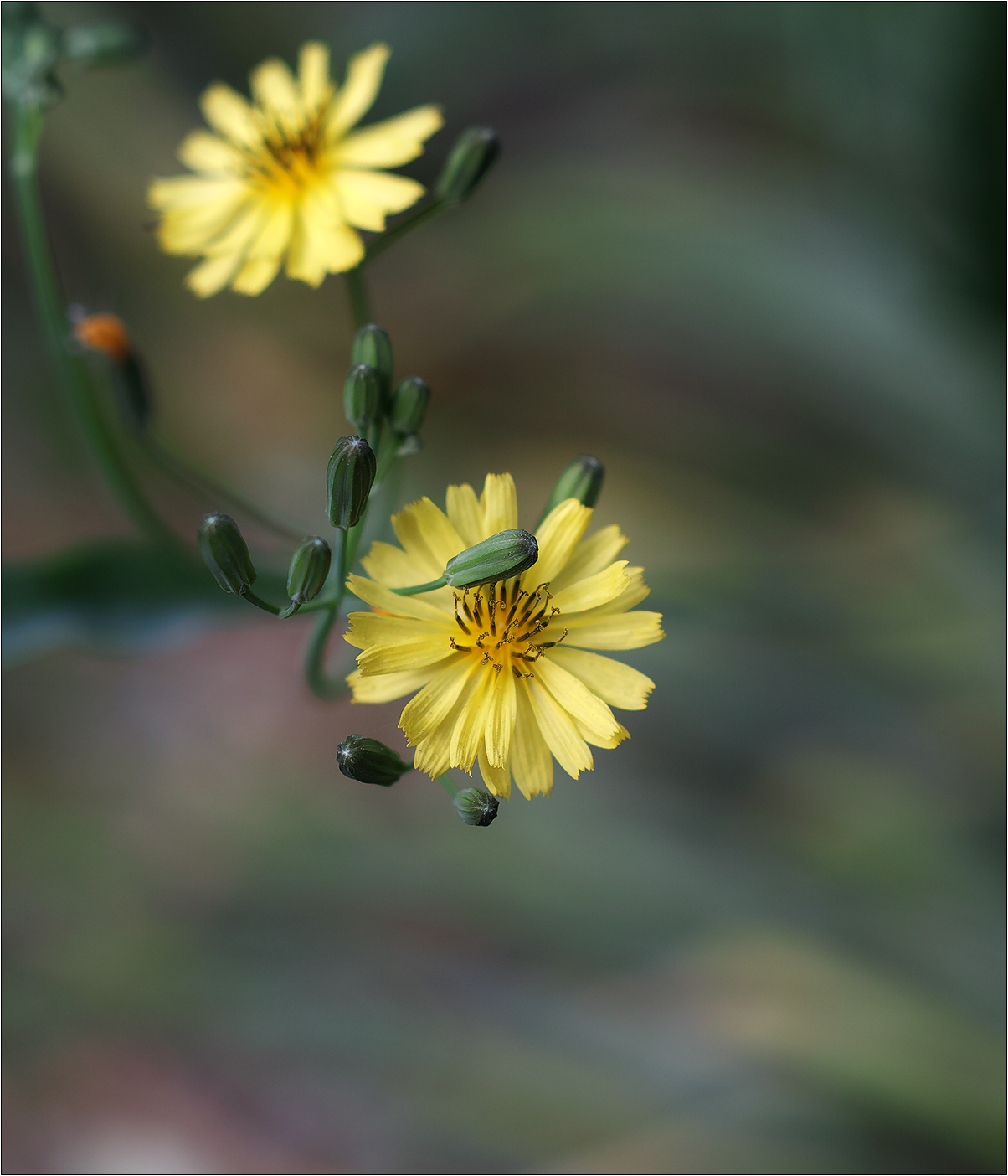 Korean lettuce - 팝코넷 | 포토 갤러리