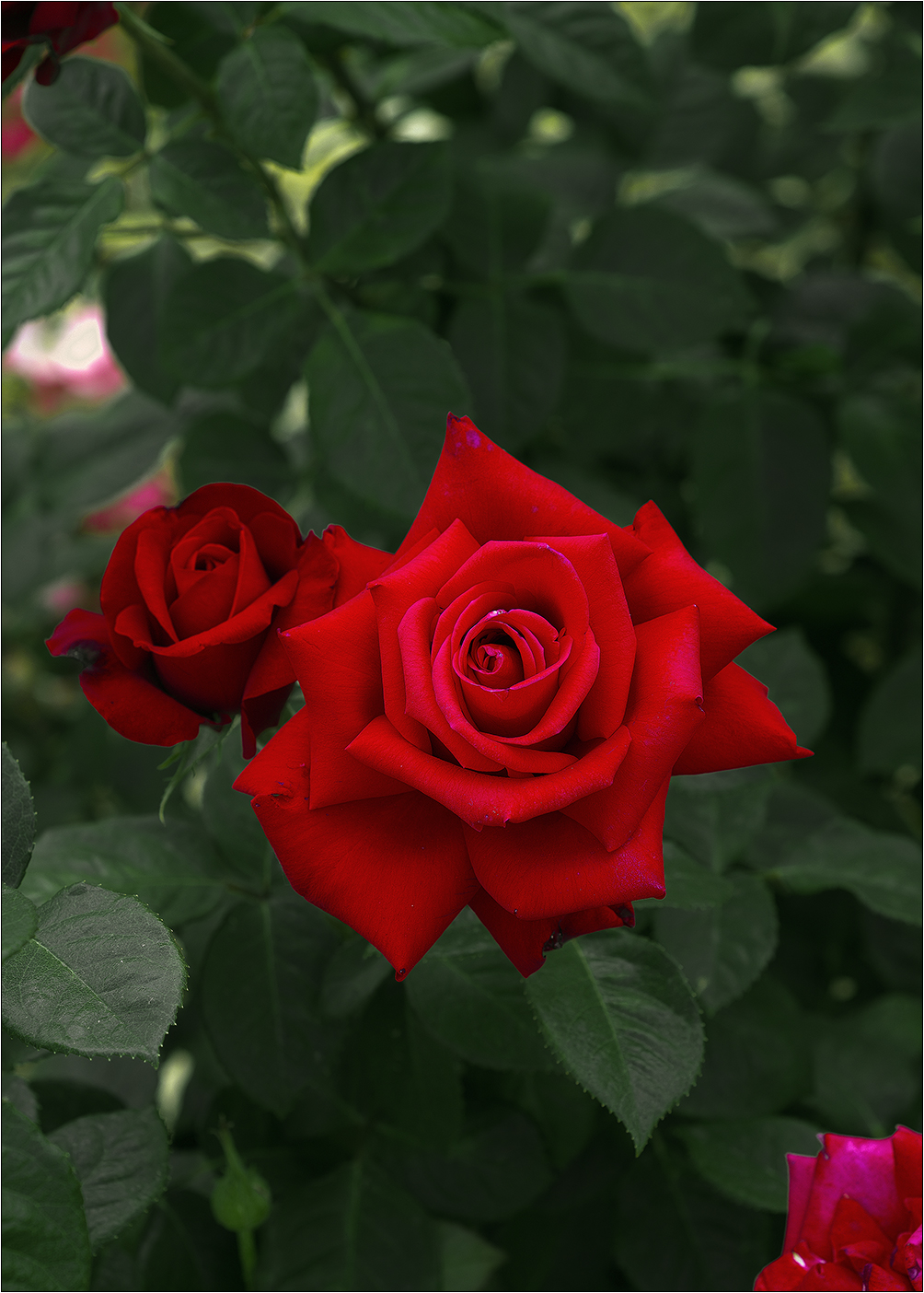 Rose - Konrad Henkel - 팝코넷 | 포토 갤러리