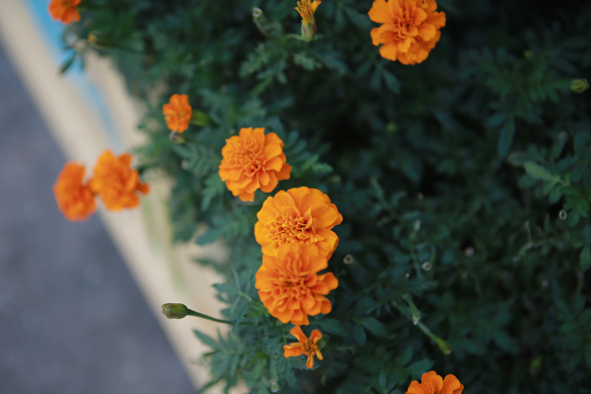 꽃들 - 팝코넷 | 포토 갤러리