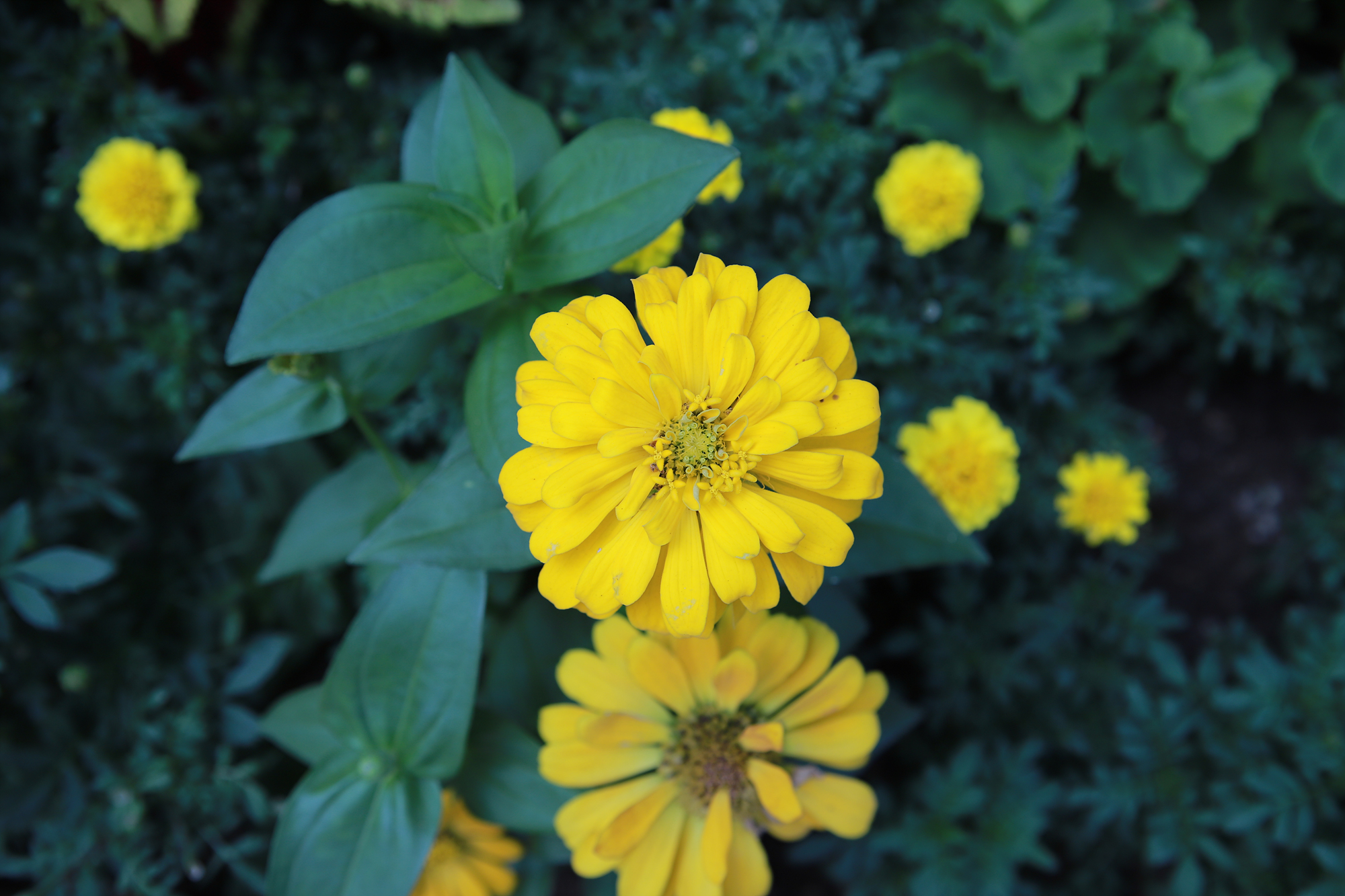 꽃들 - 팝코넷 | 포토 갤러리