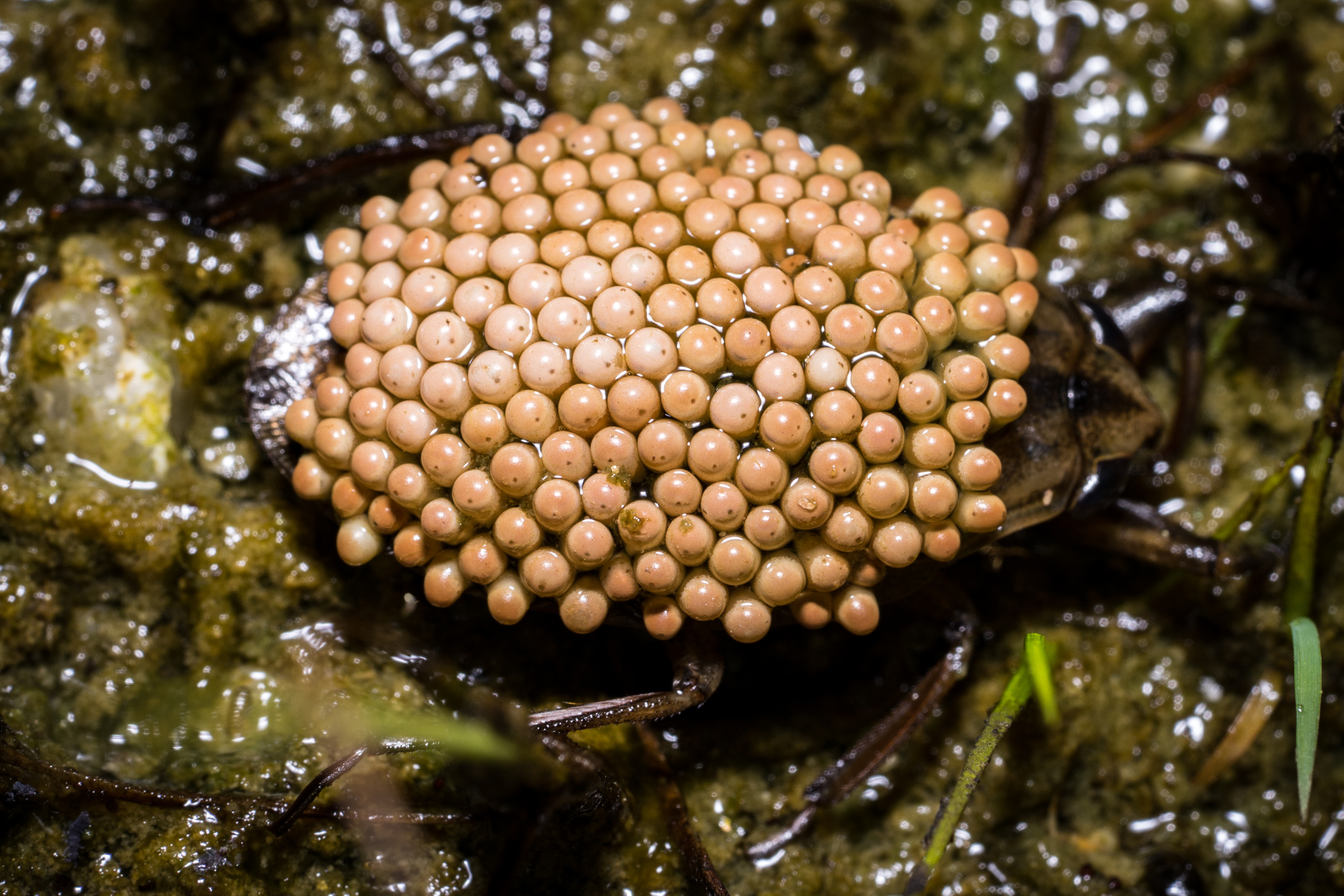 [A7m2+90마] 물자라의 부성애 - 소니 Talk