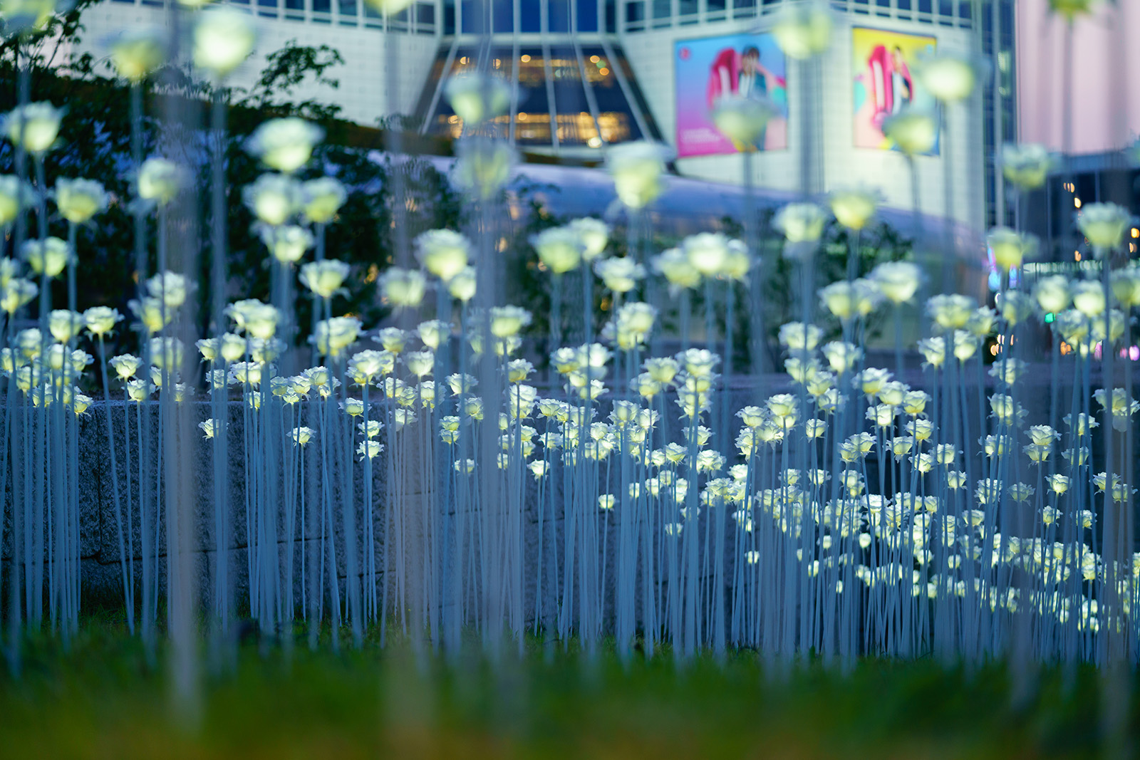 [FE 90마크로] DDP LED 장미